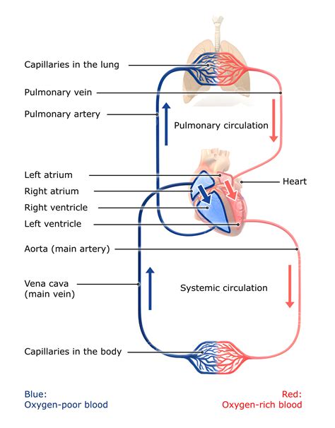 Schematic Illustration Circulatory System Medicalgraphics