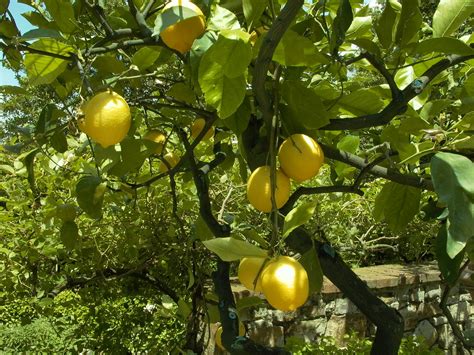 Lemon Tree Free Photo 1327476 FreeImages Com