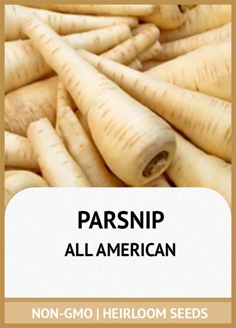 All American Parsnip Growing Guide Fine Seeds