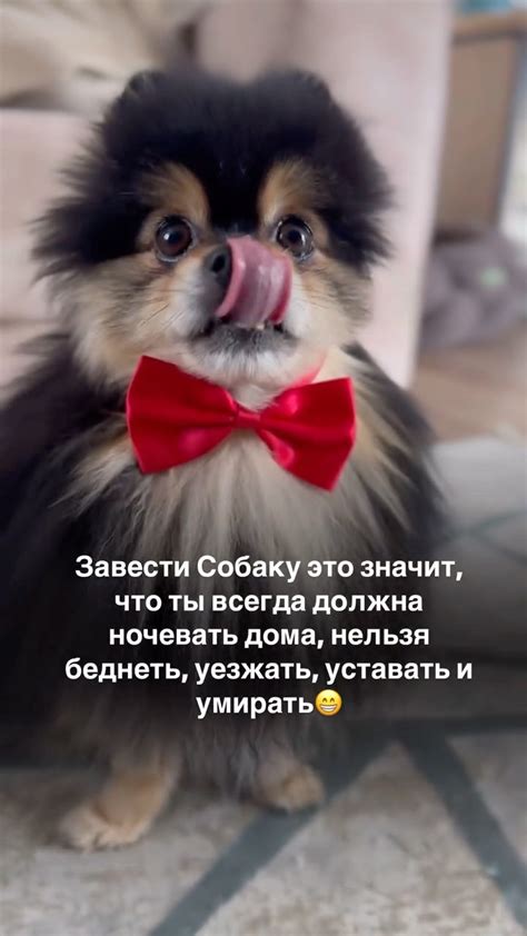 ЗООПСИХОЛОГ ОНЛАЙН ЕКАТЕРИНА про воспитание собак Вот вы какие да 🤣🤣🤣 Всё о воспитании