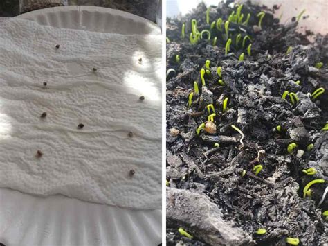 How To Check If Your Seeds Are Still Good To Plant The Small Town