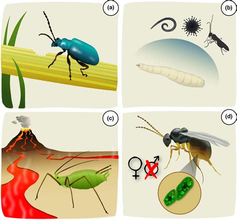 Representative Examples Of How Microbial Symbionts Influence Insect