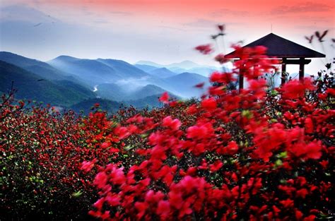 花映大围山 HPA湖南摄影网