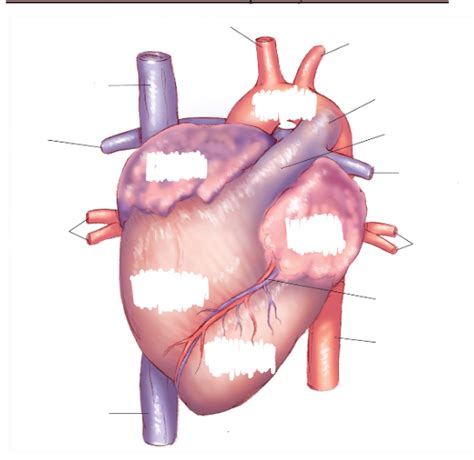 Heart Bio Final Diagram Quizlet