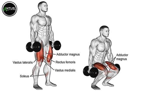 آموزش حرکت اسکات دمبل بصورت کامل همراه با تصاویر اسکوات با دمبل آنتوس