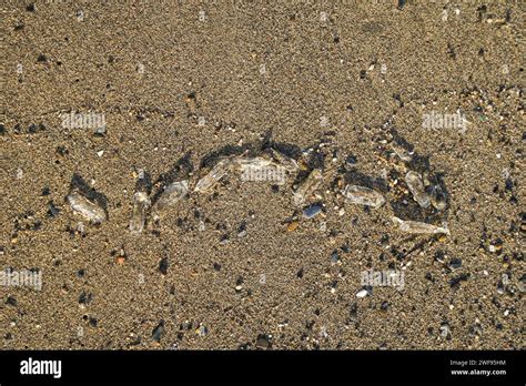 Salpa Fusiformis Common Salp Planctonic Spchain Of Salp Washed On