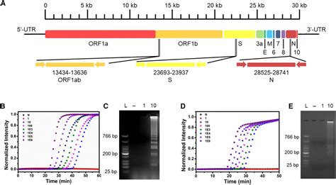 Origami Paper Sensors Could Help Early Detection Of Infectious Diseases The Brighter Side Of News