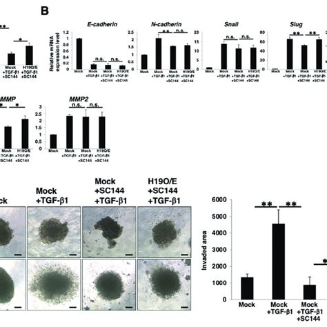 Contribution Of H19 To Emt And Invasion In Pdac Sphere Cells Panc 1