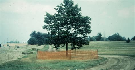 Earth And Space News Tree Protection Zones By Arborists For All Construction Project Phases