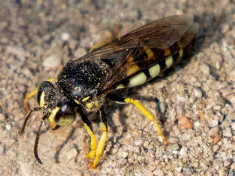 Louisiana Wasps Pictures And Identification Help Green Nature