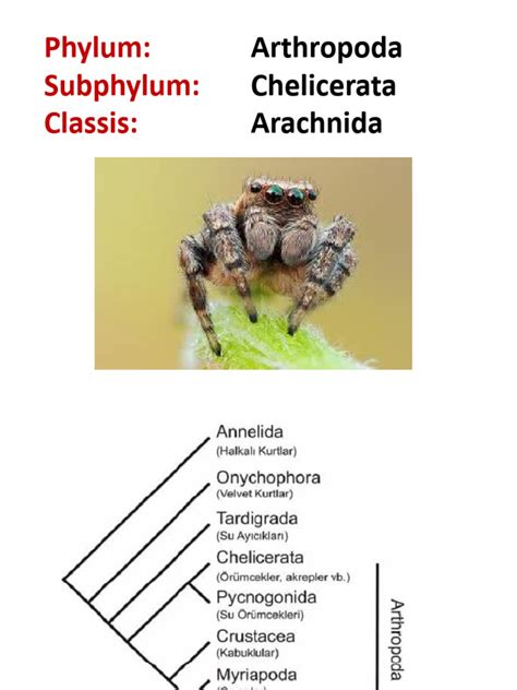 Lab No 7 Chelicerata 1 Pdf