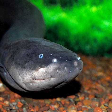 Electric Eel Face