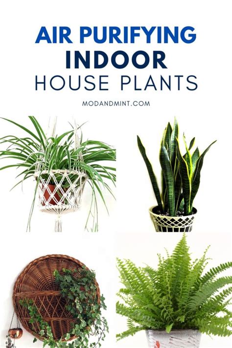 10 House Plants That Clean The Air