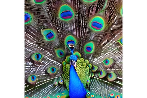 Peacock Full Of Color Graphic By L M Dunn · Creative Fabrica
