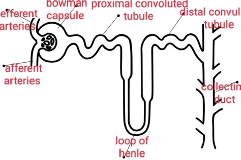 Nephron Structure