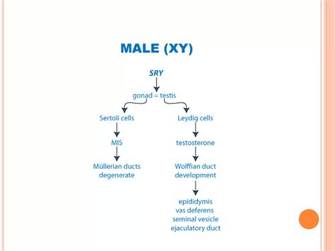 01 02 Ambiguous Genitalia CASE PRESENTATION Ppt
