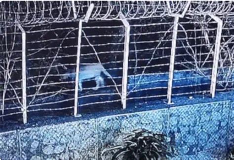 نمر ضخم يروع سكان مدينة مومباي شاهد