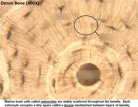 Bone Diagram Quizlet