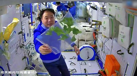 “太空菜农”上线！“打卡”中国空间站里的“太空菜园”凤凰网资讯凤凰网