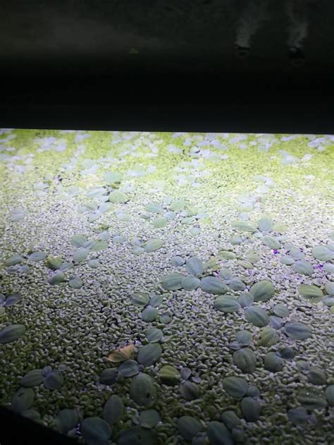 What Wrong With My Java Plant Raquariums