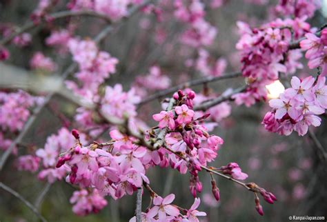 Japanese Plum Trees Loquat Japanese Plum Tree 8” Tall Live Plant