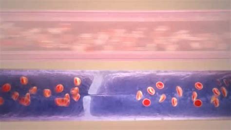 Cell Biology Gcse Biology Single Science Bbc Bitesize