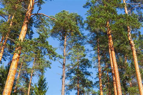 松树 天空 高大的 蓝色 在下面 环境 云杉 杉树 树干 植物