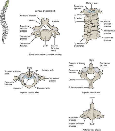The Vertebral Column Anatomy And Physiology Cervical Vertebrae Anatomy Drawing Vertebrae