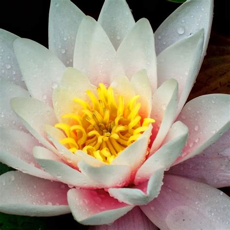 Sofiyah Lawton Youtube