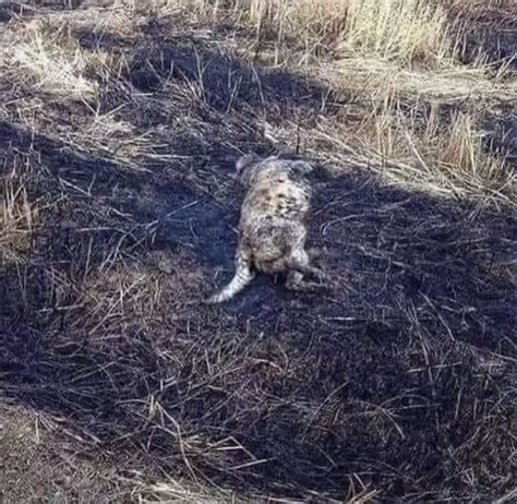 แอด โอ๊ยน้อบักลีโอ😭😭 ฝากถึงพี่น้องที่สิเผาก่อนลงนาหว่านข้าวเด้อครับ มื้อเช้าไผ เผานาก่อนหว่าน