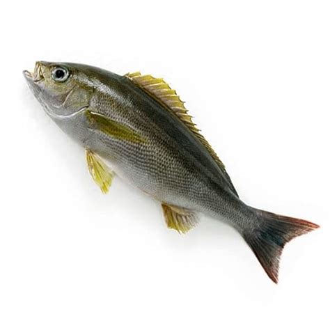イサキのおすすめ一品料理3選！新鮮な魚の旨味引き立つ簡単レシピをご紹介！ Kurashi No