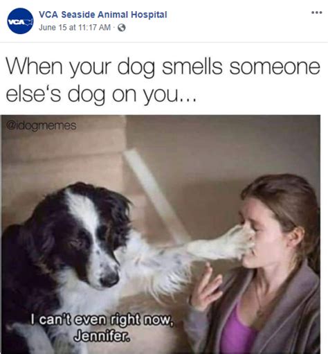 10 Pet Memes That Will Make You Laugh Out Loud Lifelearn Inc