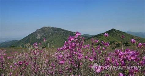 분홍색 진달래 물결 이룬 비슬산
