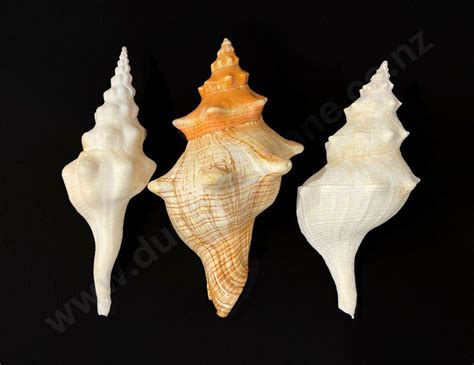 Three Murex Shells Lengths Of 18 18 And 16 Cm Natural History Industry Science And Technology