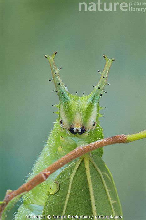 Japanese Emperor Caterpillar D009032214424585 キャタピラー