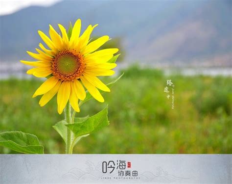 2021上关花景区游玩攻略 沿途很多的小路可以直达洱海 去哪儿攻略