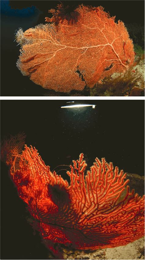 Using Twin Strobe Positions Strobe Arms For Wide Angle
