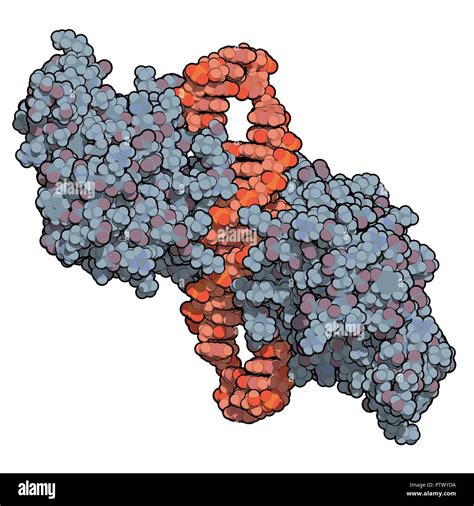 Nf Kb Nuclear Factor Kappa Light Chain Enhancer Of Activated B Cells
