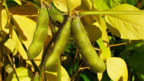 How Healthy Is Genetically Modified Soybean Oil University Of California