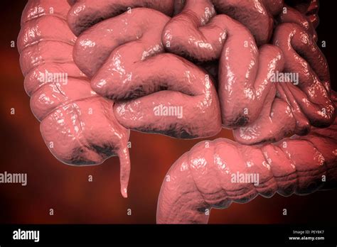 Human Appendix Computer Illustration Stock Photo Alamy