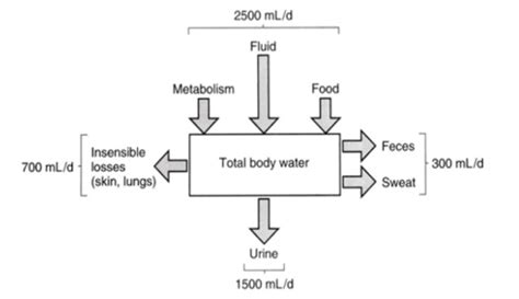 Regulation Of Body Fluid Volume And Osmolarity Flashcards Quizlet