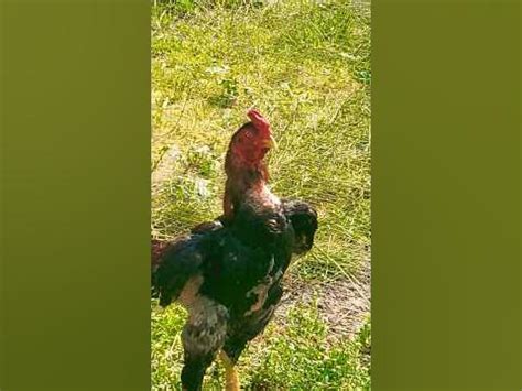 ошамо 100% производитель - YouTube