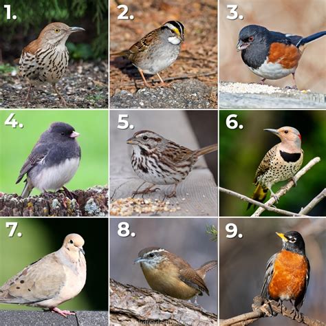 Bird Which Of These Ground Feeding Birds Have You Seen In Your Yard