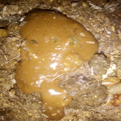 Pendeteksi Penyakit Ayam Object Detection Dataset And Pre Trained Model By Thyas Tugas Akhir