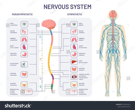 Simple Nervous System Diagram
