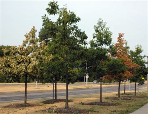 3 Types Of Tree Root Systems A Plus Tree