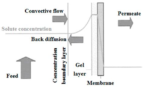 Concentration Polarization Reproduced With Permission From Reference Download Scientific