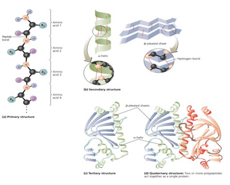 Chp 2 Organic Macromolecules Flashcards Quizlet