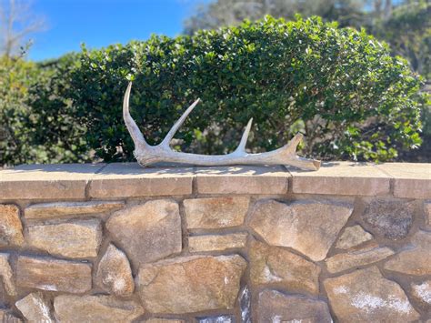 Tule Elk Antler Elk Antler Shed Antler Natural Antler Etsy