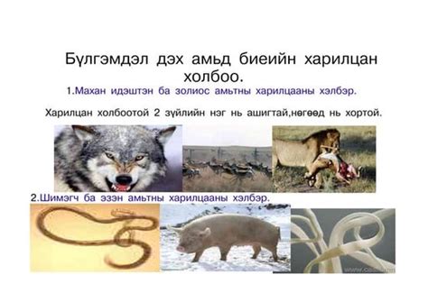 амьд биеийн үржлийн хэлбэр Pptx